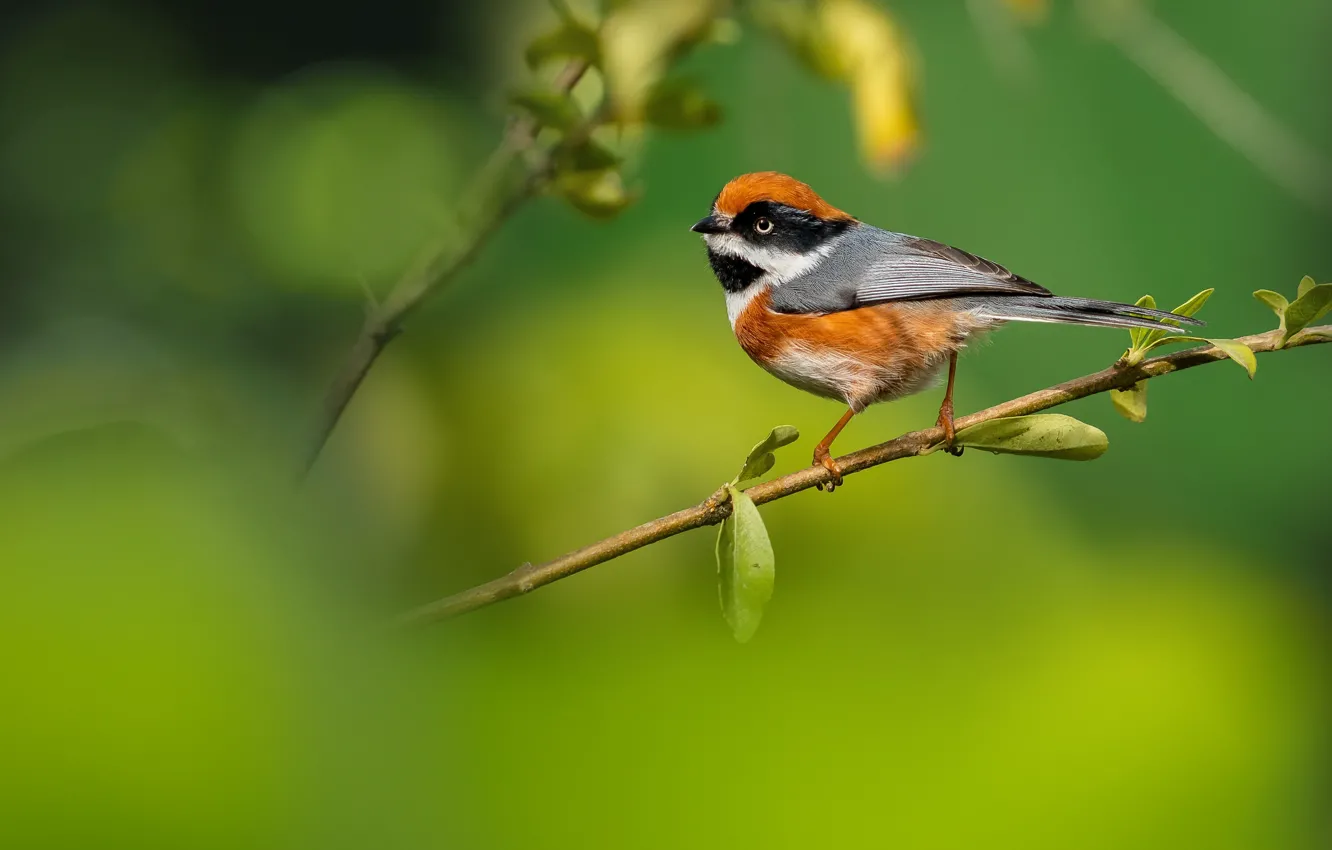 Wallpaper branches, bird, bokeh for mobile and desktop, section ...