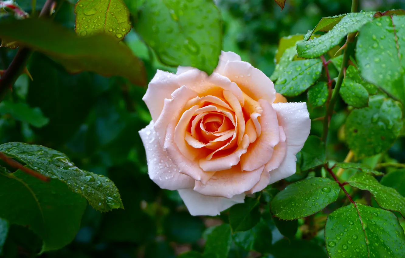 Wallpaper drops, macro, nature, rose, Bush, flowers for mobile and ...