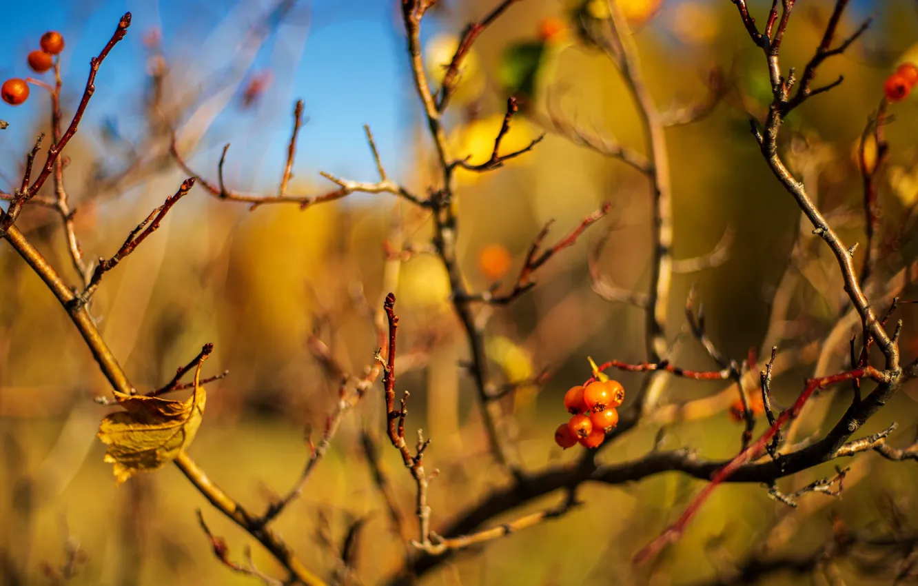 Wallpaper autumn, light, branches, berries, leaf, blur, fruit, bokeh ...