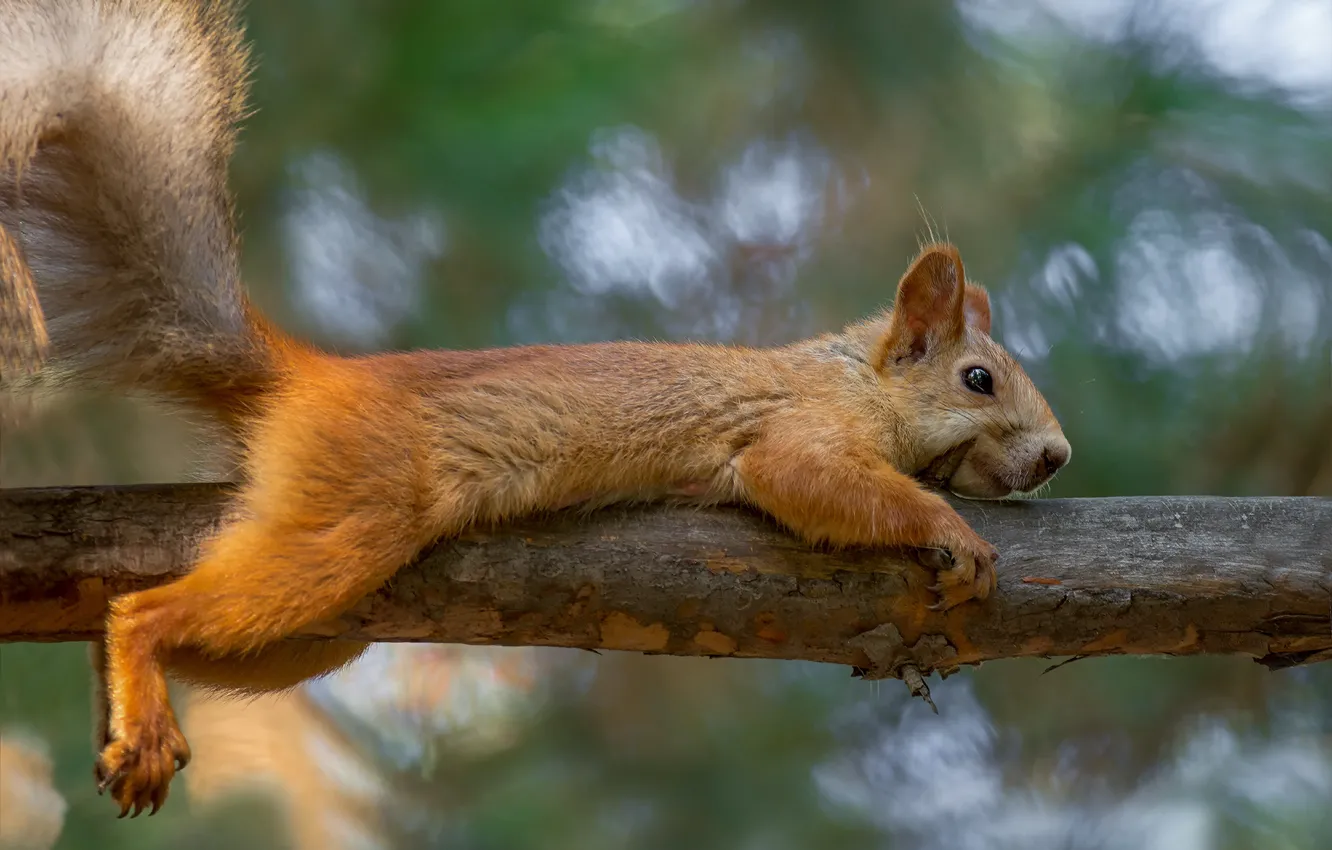 Wallpaper nature, pose, branch, protein, bokeh, animal, rodent, Marina ...