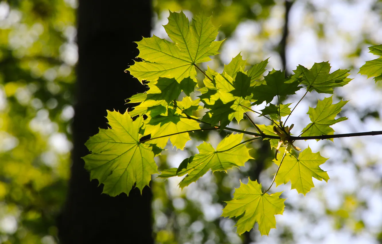 Wallpaper forest, trees, park, leafs for mobile and desktop, section ...