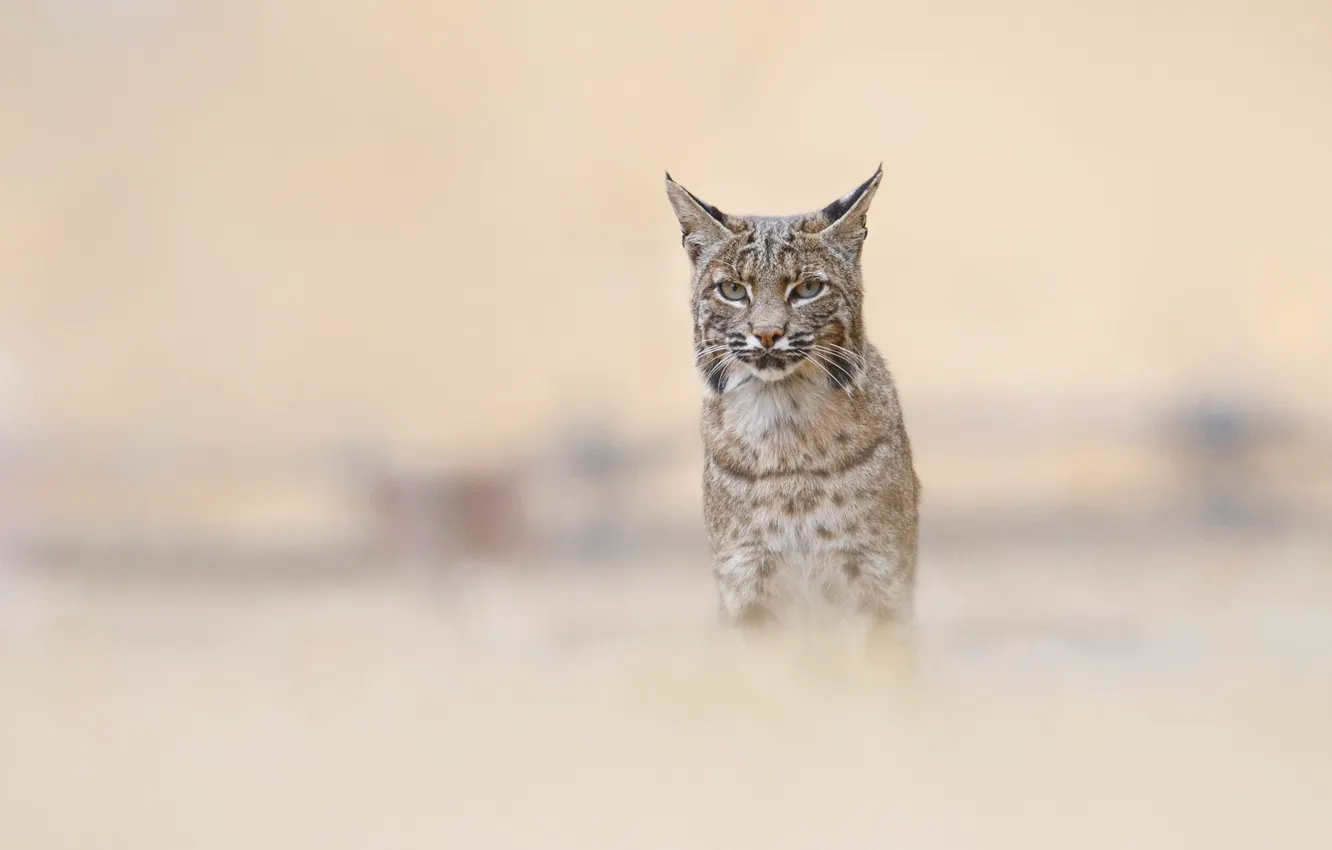 Wallpaper Look Nature Pose Background Portrait Lynx Wild Cat