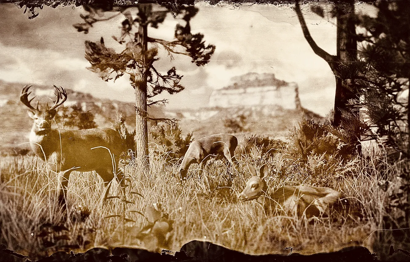 Wallpaper HDR, Game, Trees, Animals, UHD, Red Dead Redemption 2, Xbox ...