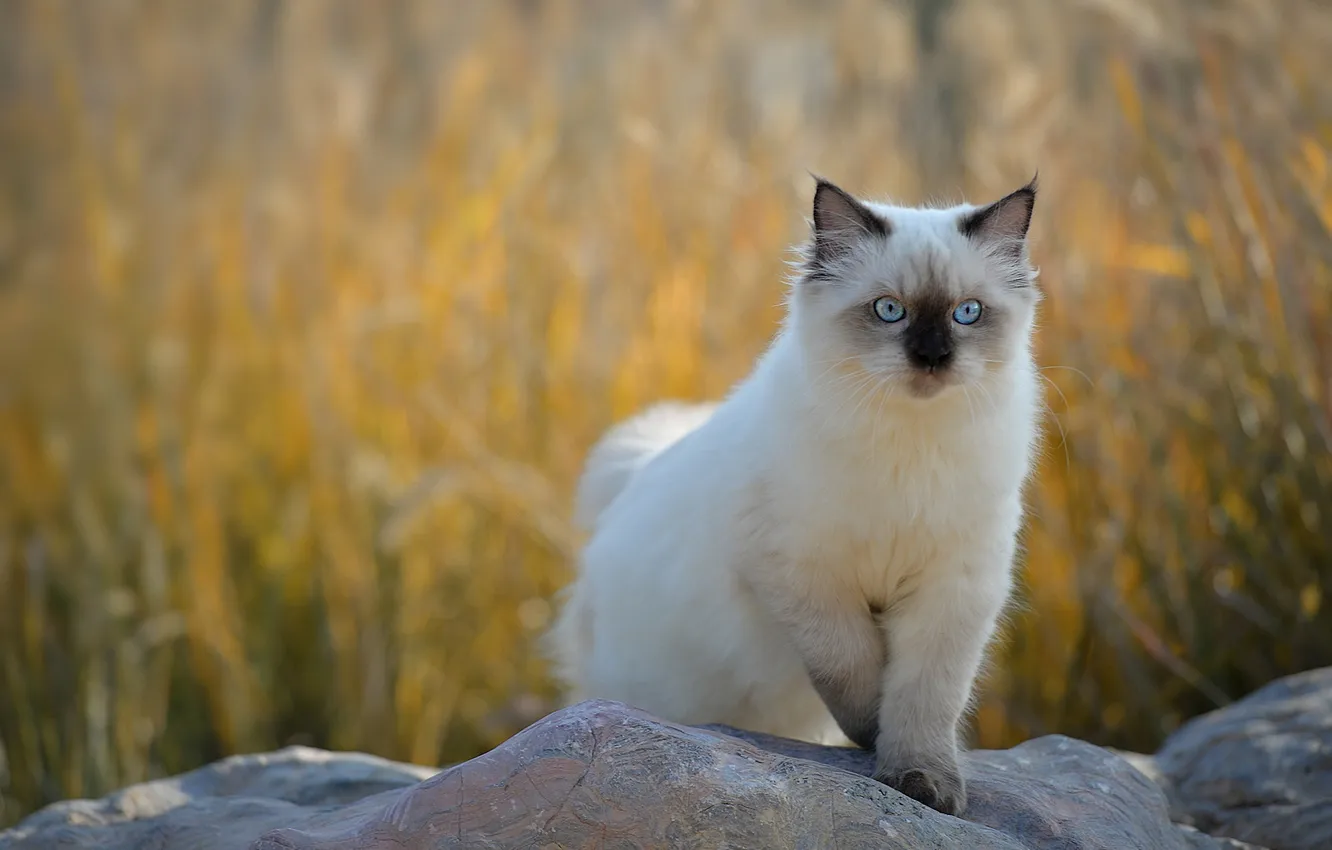 Wallpaper field, cat, grass, look, nature, pose, stones, kitty for ...