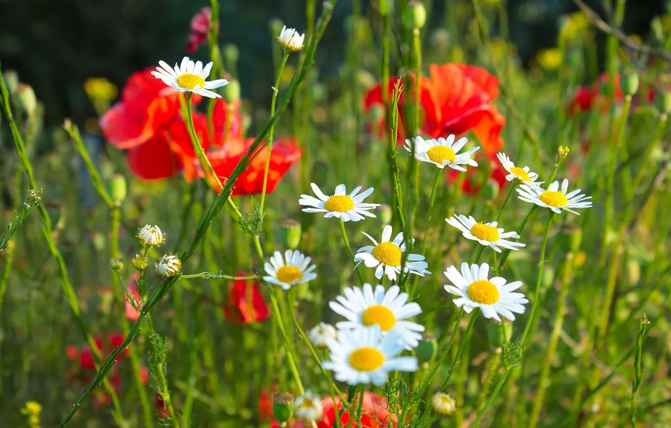 Wallpaper flower, field, spring, poppy, meadow for mobile and desktop ...