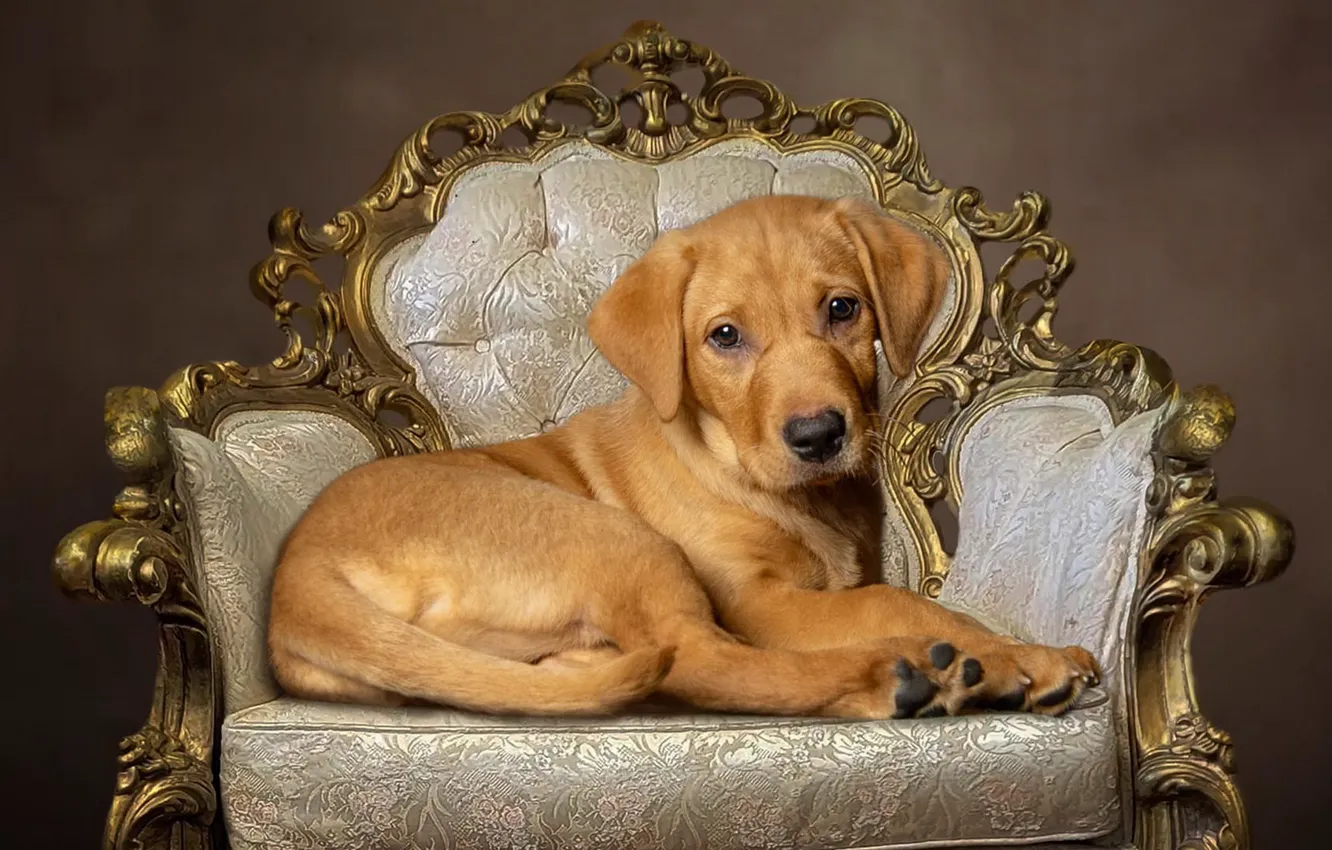 Wallpaper each, dog, chair for mobile and desktop, section собаки ...