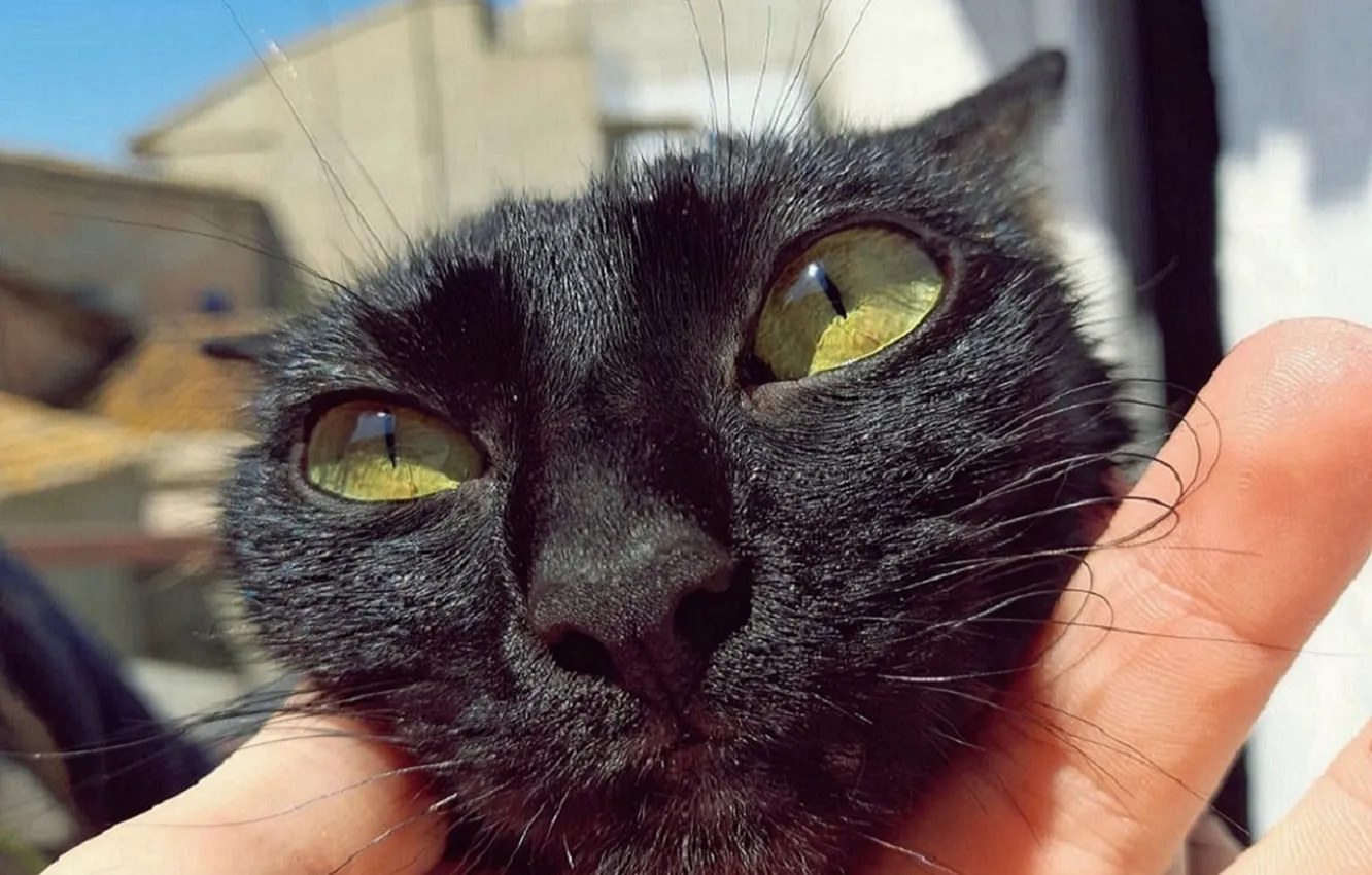 Wallpaper ANIMALS, CAT, AMVC, BLACK CAT for mobile and desktop, section ...