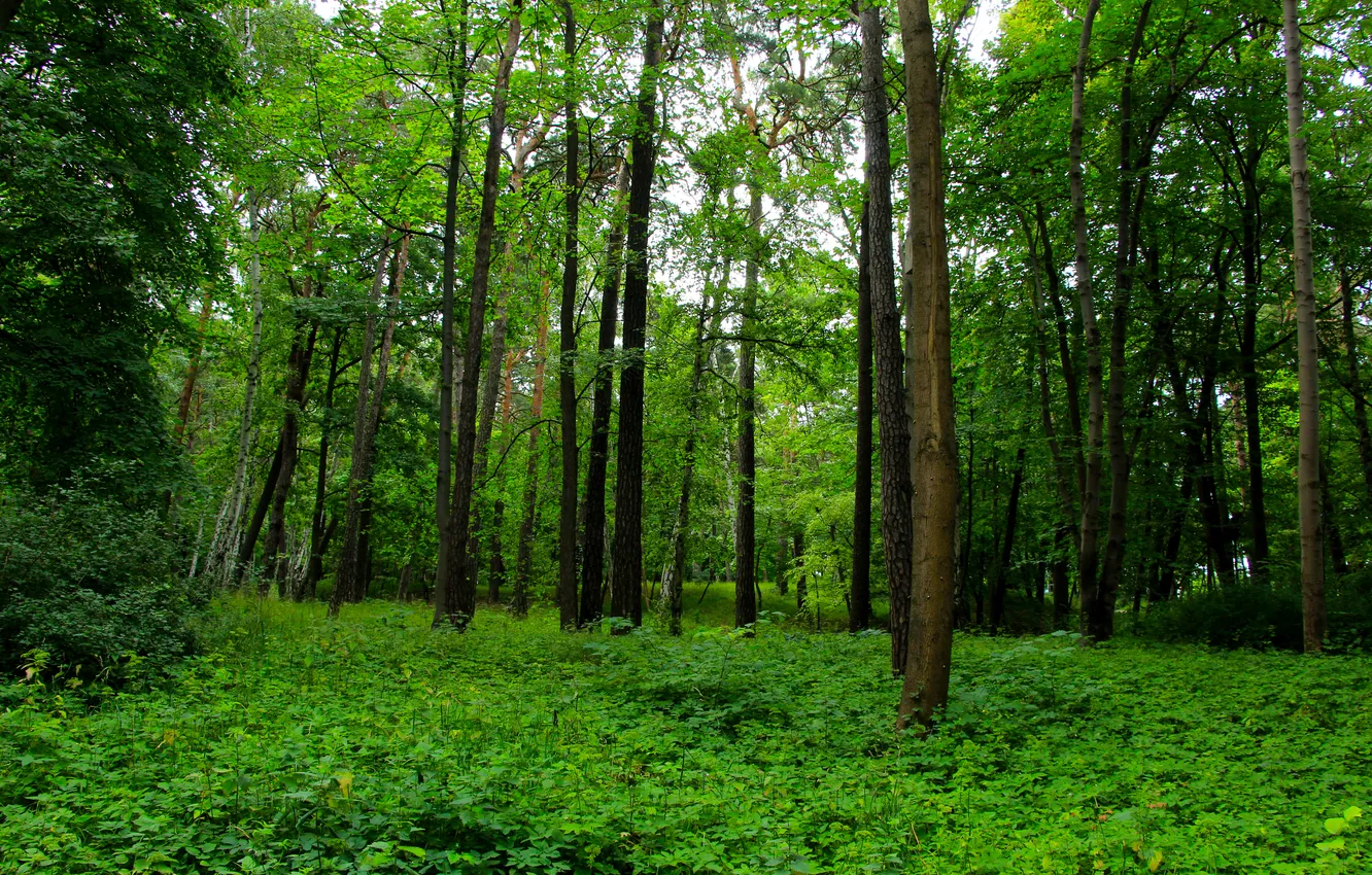 Wallpaper forest, trees, park for mobile and desktop, section природа ...