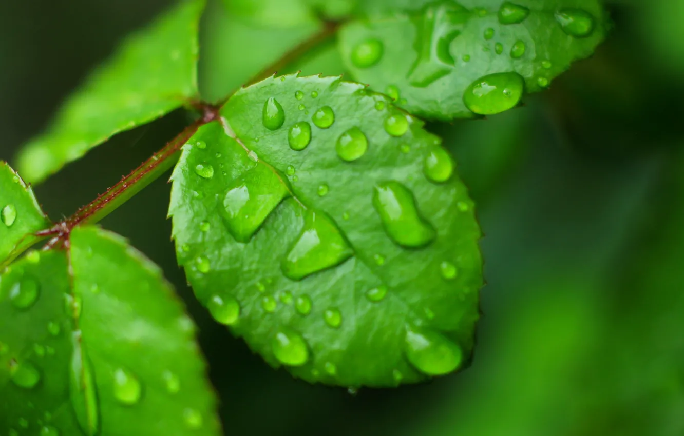 Wallpaper green, water, drops, leaf for mobile and desktop, section ...