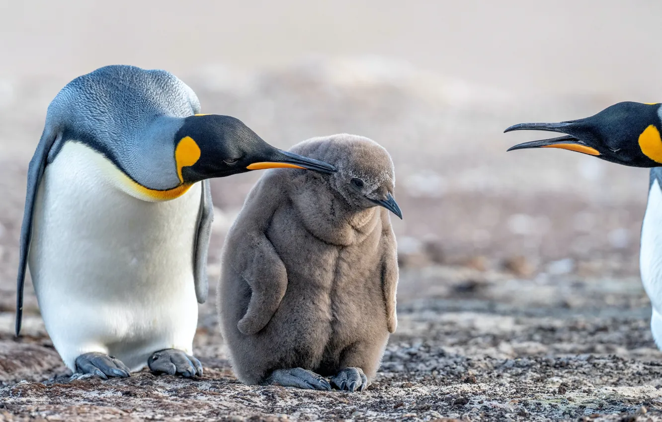 Wallpaper ice, baby, cold, wildlife, keiser penguin for mobile and ...