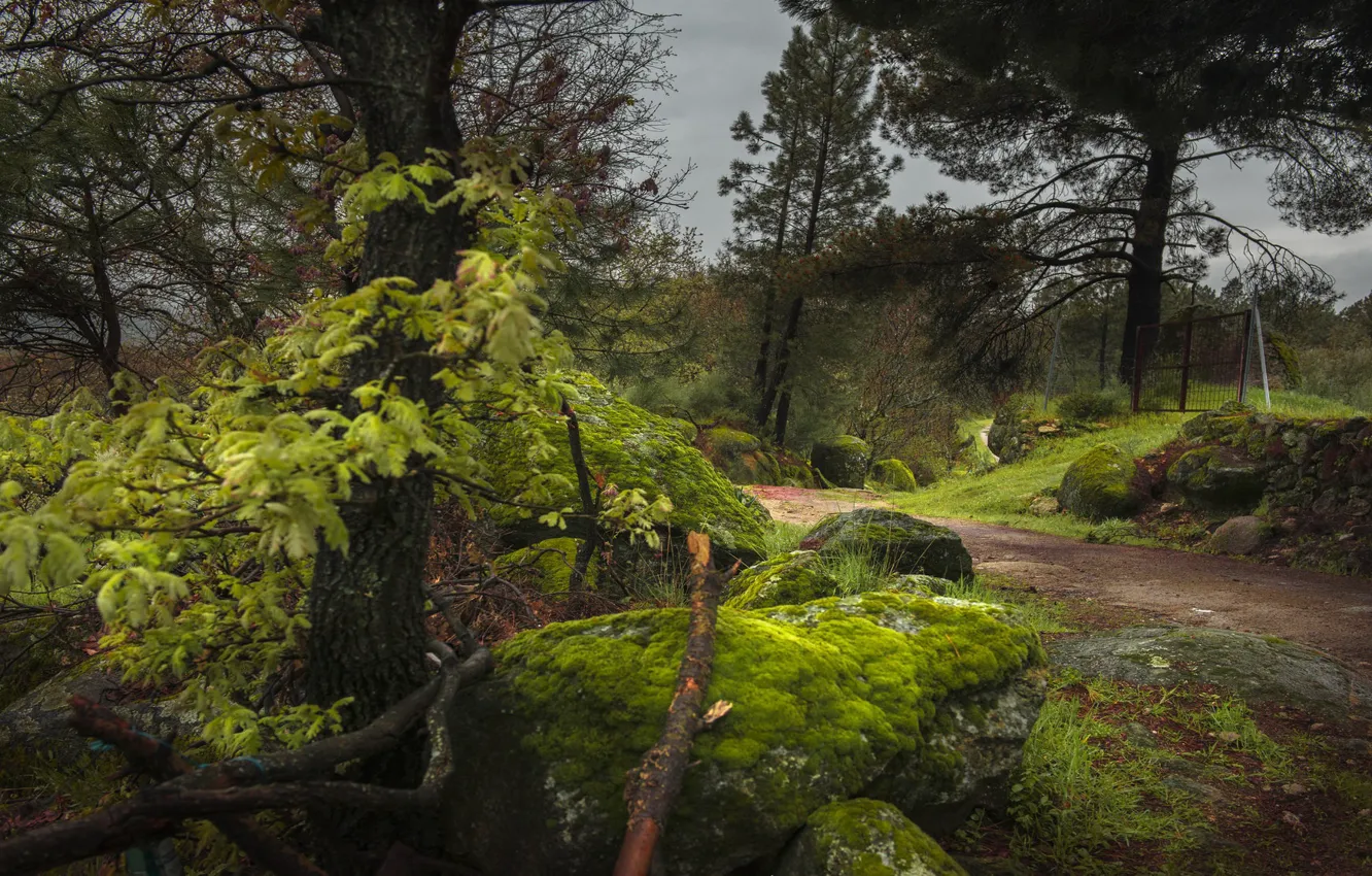 Wallpaper road, autumn, forest for mobile and desktop, section природа, resolution 2048x1115 ...