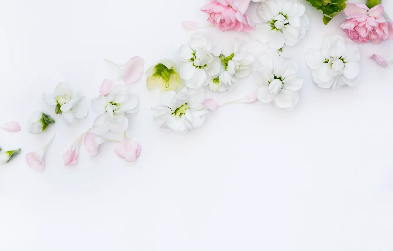 Wallpaper flowers, background, bouquet, frame, Flowers, bundle for ...