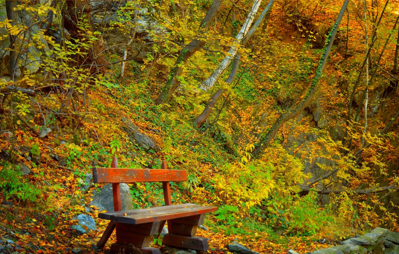 Wallpaper Autumn, Bench, Fall, Autumn, Colors images for desktop ...