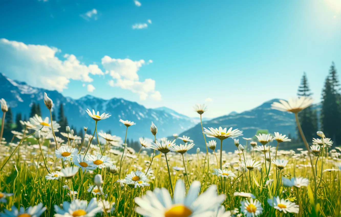 Wallpaper field, the sun, flowers, chamomile, spring, meadow, sunshine ...