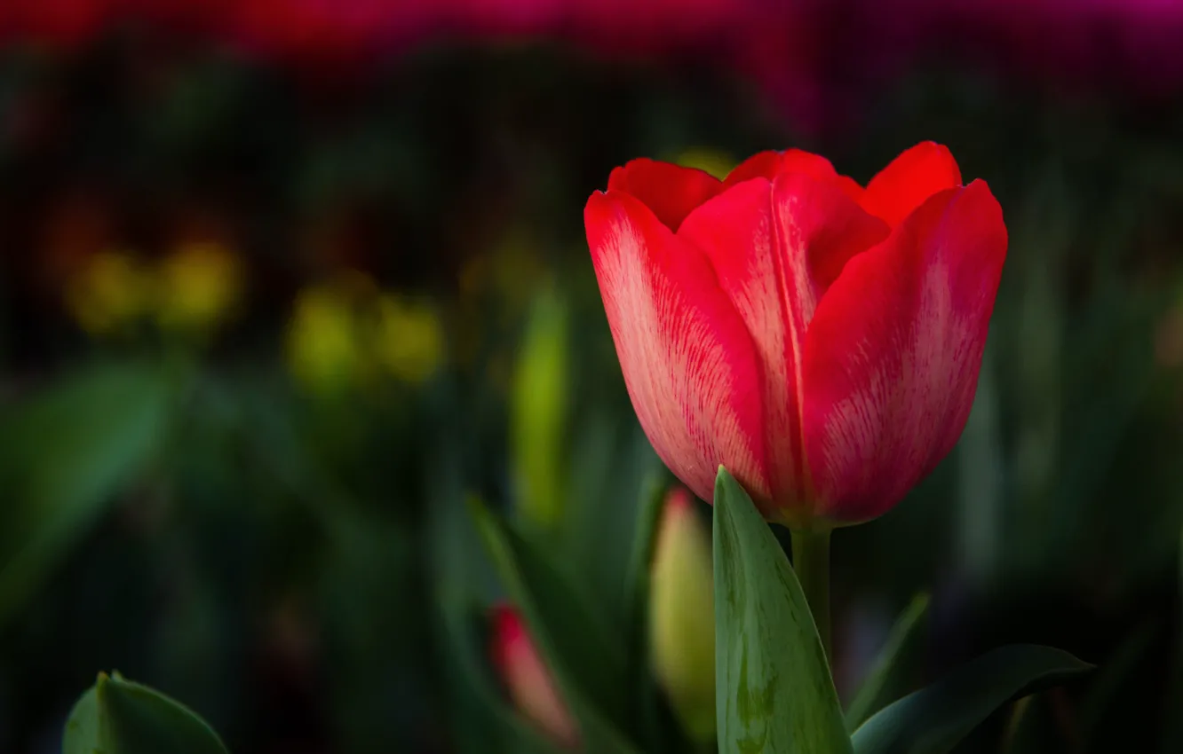 Wallpaper red, Tulip, spring, bokeh, Mark Ritter for mobile and desktop ...
