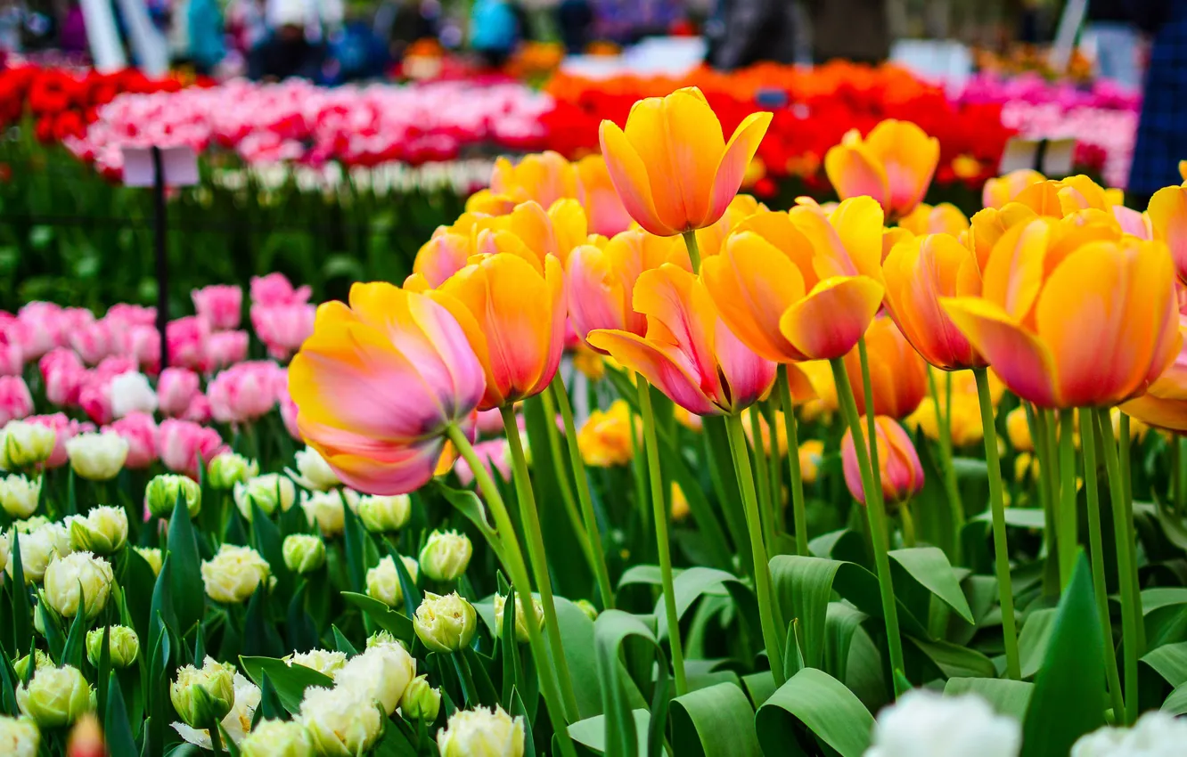 Wallpaper flowers, Park, bright, spring, garden, tulips, pink, white ...