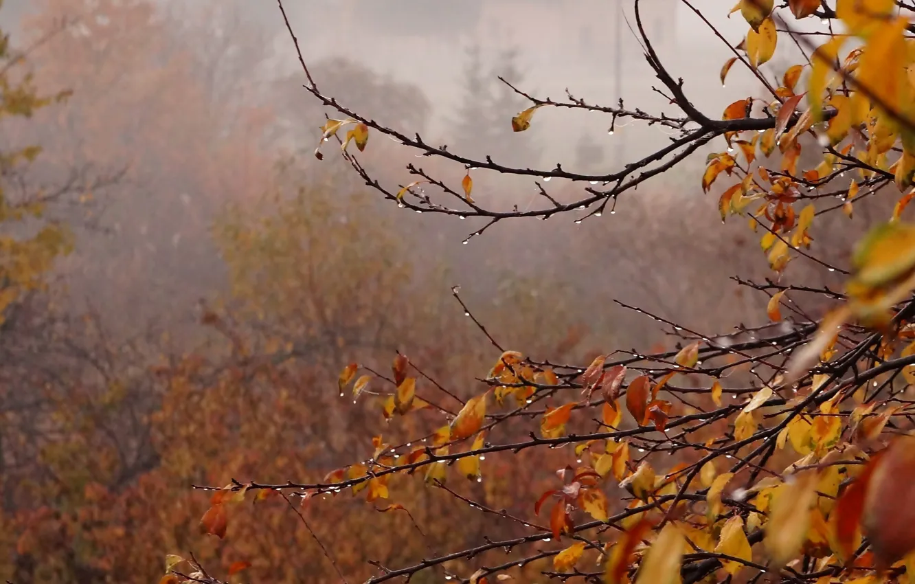 Wallpaper autumn, tree, fog, twig, leat for mobile and desktop, section ...