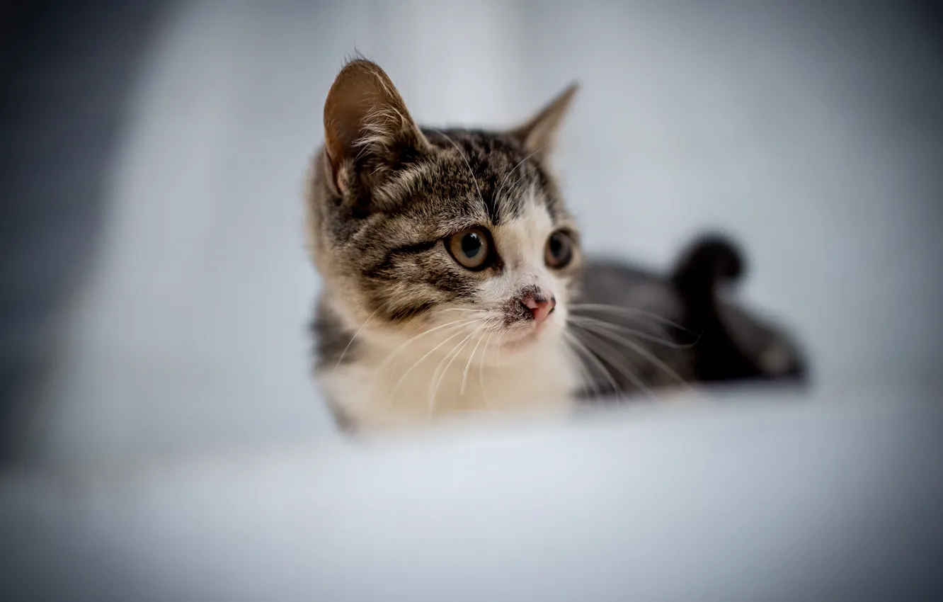 Wallpaper cat, look, kitty, face, bokeh, spotted, grimy, Cinderella for ...