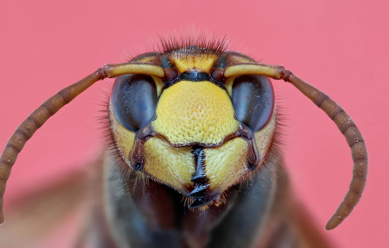 Wallpaper macro, OSA, insect for mobile and desktop, section макро ...