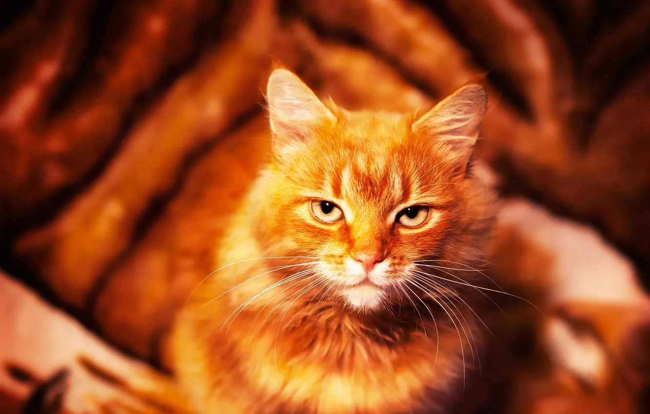 Wallpaper cat, cat, look, pose, portrait, face for mobile and desktop ...