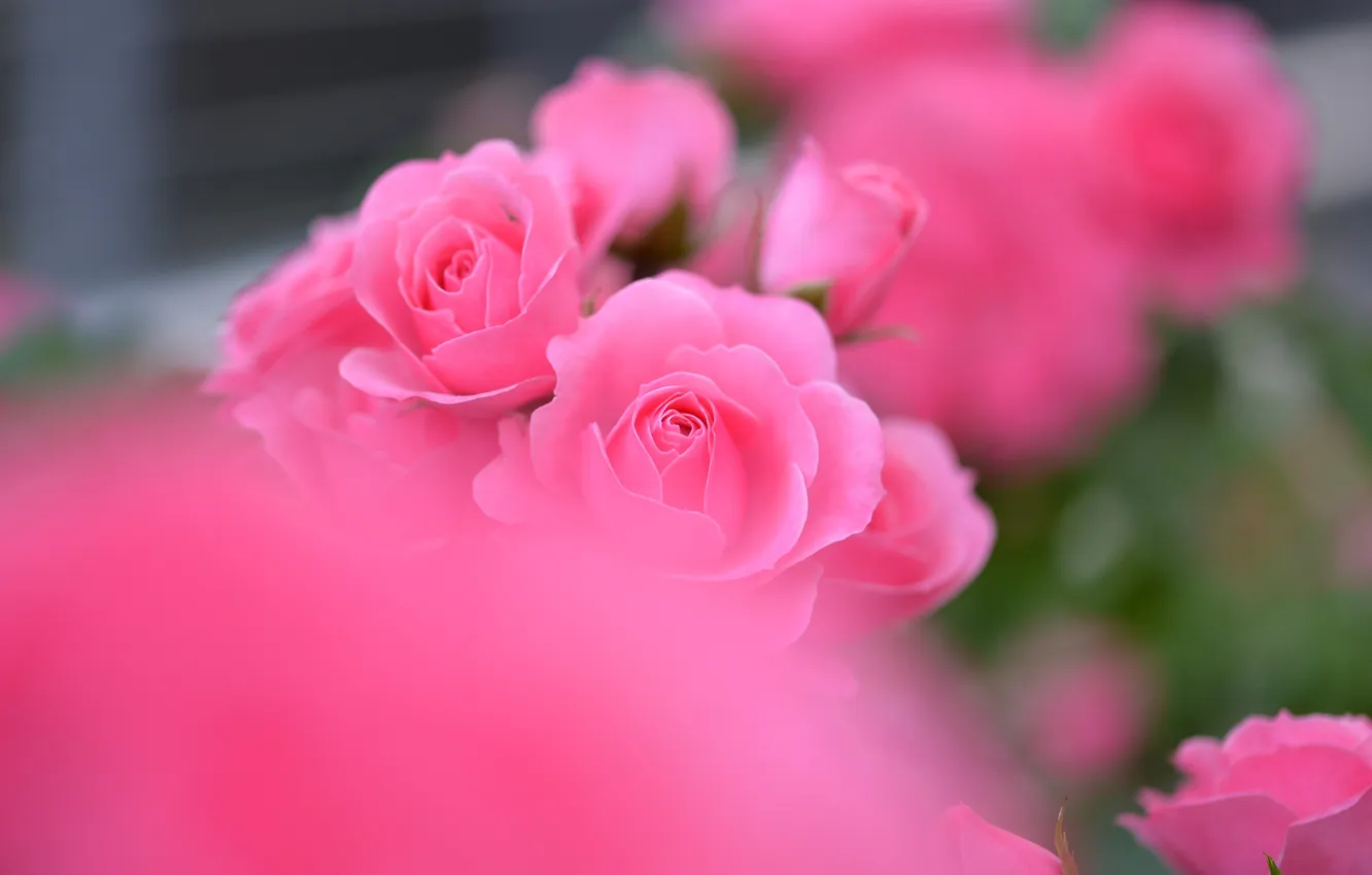 Wallpaper flowers, roses, blur, garden, pink, buds, bokeh for mobile and desktop, section цветы ...