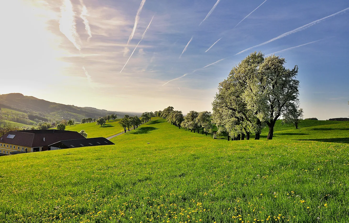 Wallpaper trees, glade, Nature, weed, blue sky for mobile and desktop ...