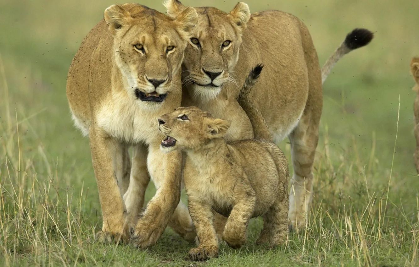 Wallpaper animals, Africa, Cub, Proud, Parents, African Lions for ...