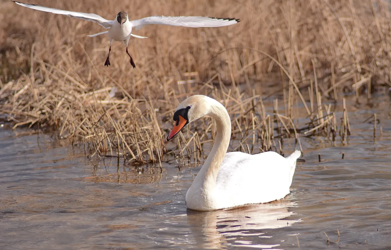 Wallpaper look, birds, photohunt, Swan mute, seagull in flight images ...
