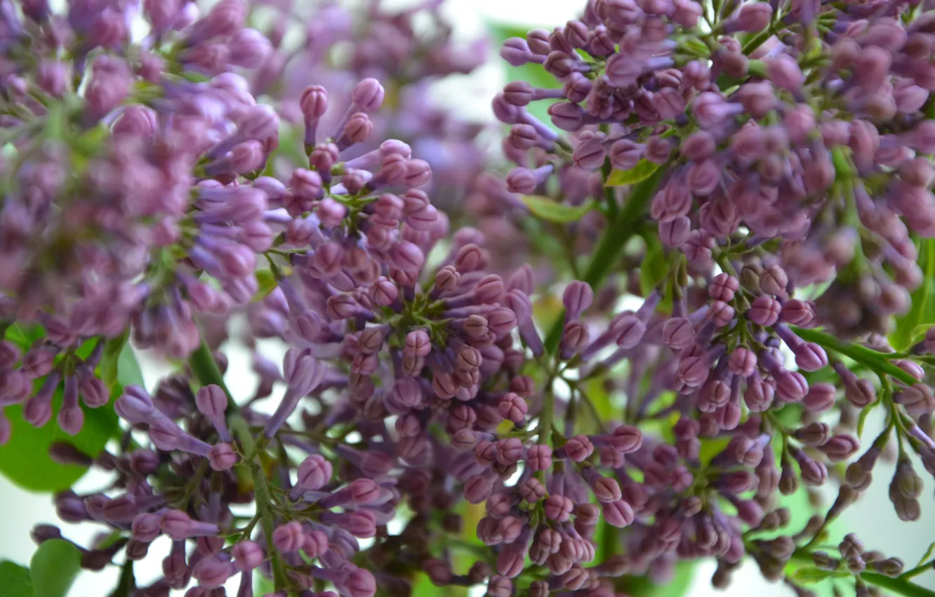 Wallpaper flowers, spring, lilac, the color purple, spring flowers ...