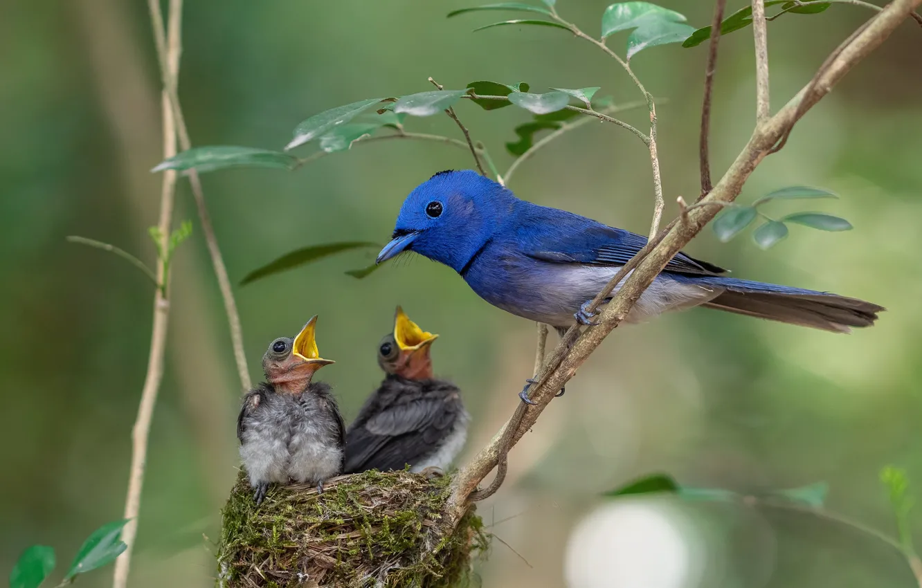 Wallpaper branches, bird, Chicks for mobile and desktop, section ...