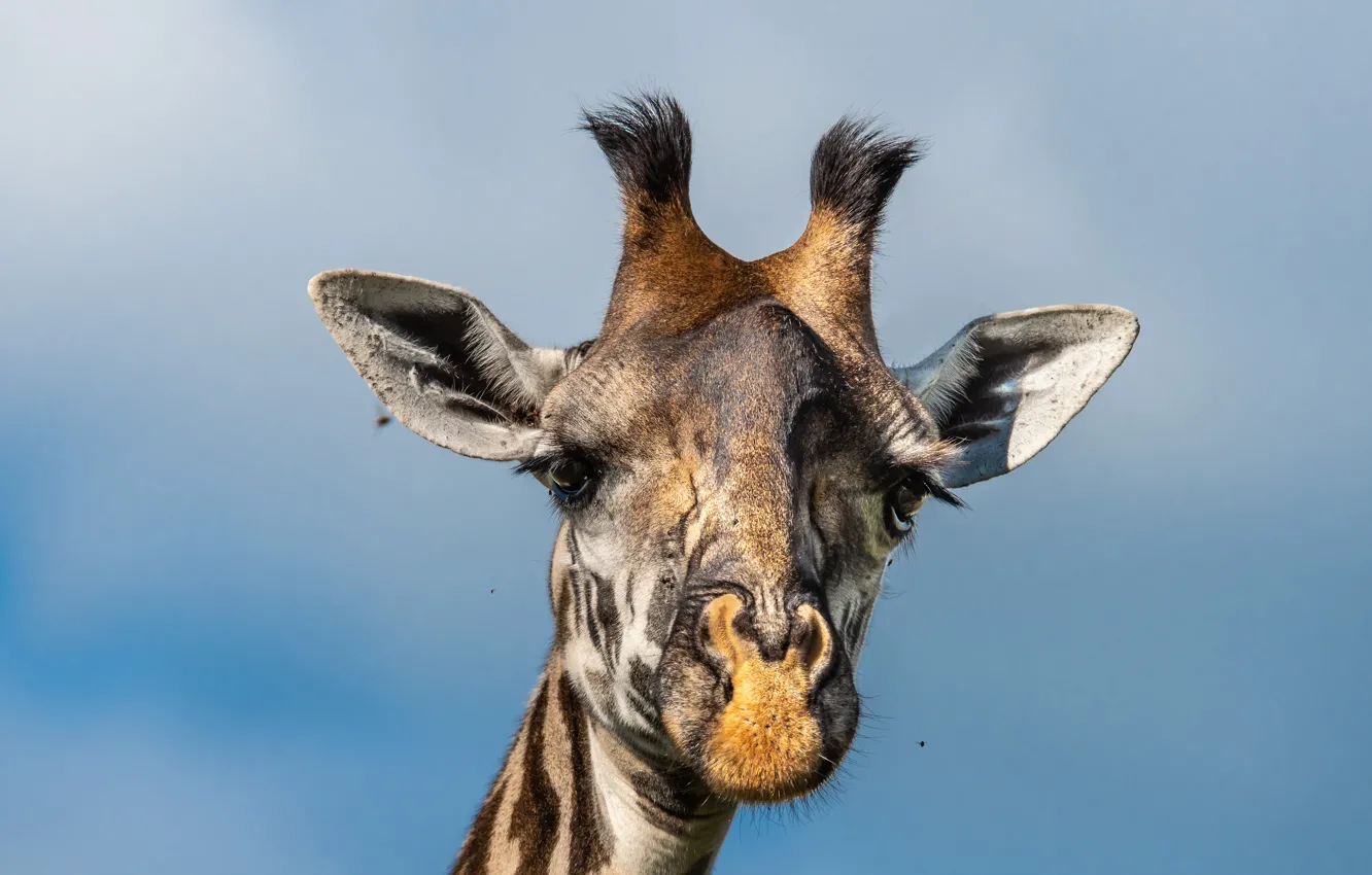 Wallpaper the sky, look, face, portrait, giraffe, blue background for ...