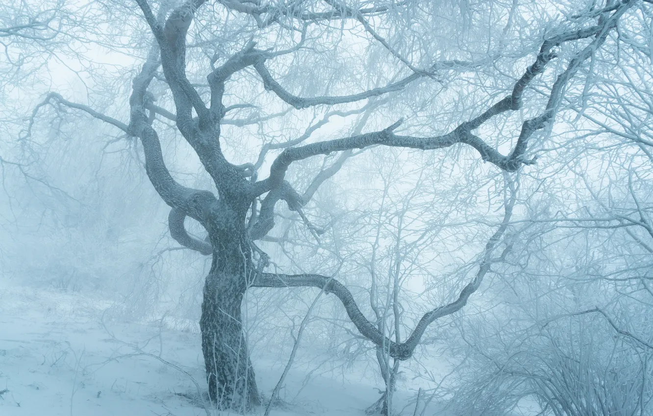 Wallpaper winter, snow, tree, cold for mobile and desktop, section ...