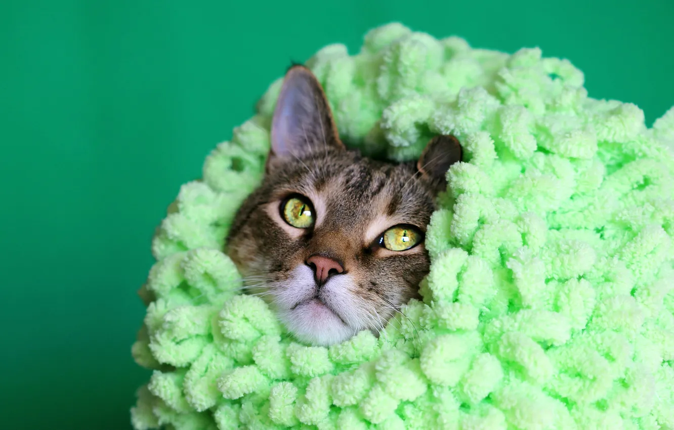 Wallpaper cat, cat, look, pose, face for mobile and desktop, section ...