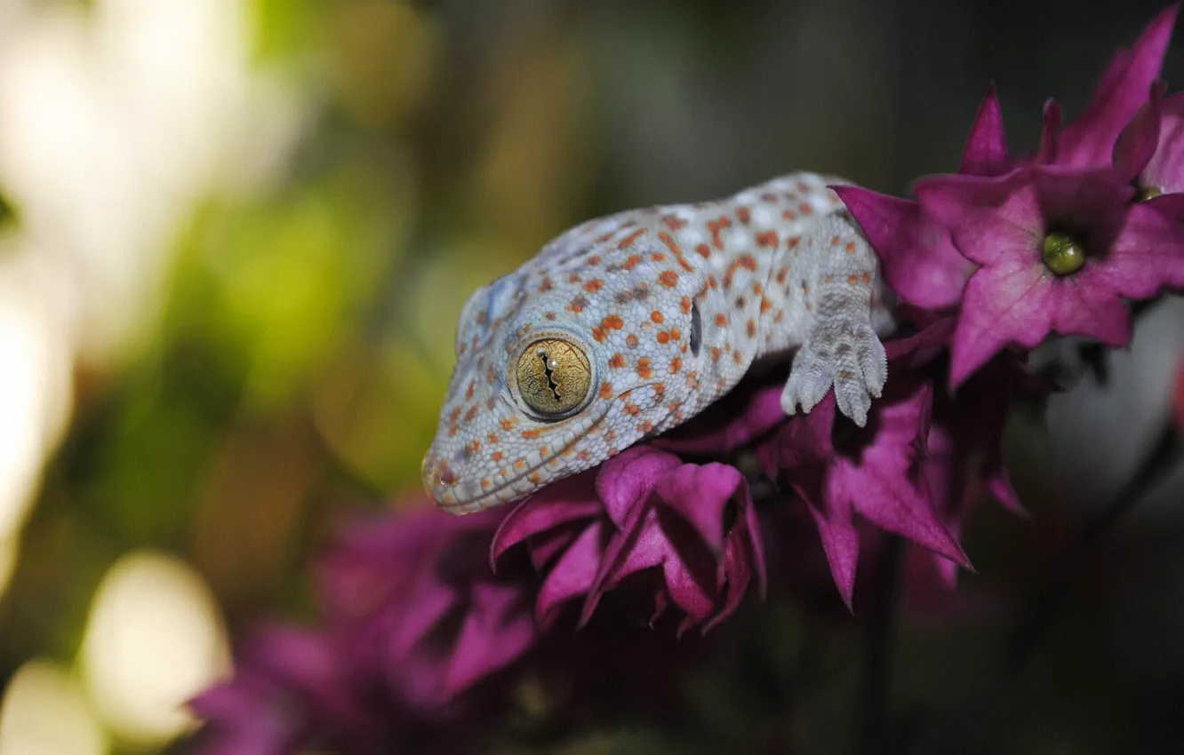 Wallpaper flowers, lizard, Gecko, reptile for mobile and desktop ...