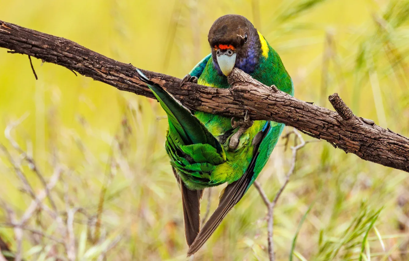 Wallpaper grass, branches, pose, green, bird, parrot, ringed parrot for ...