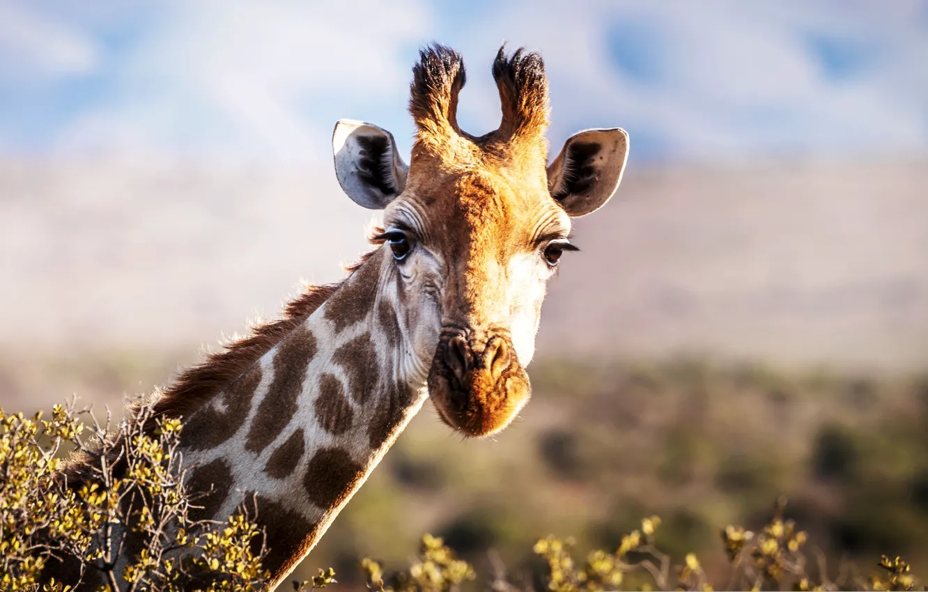 Wallpaper the sky, look, face, portrait, giraffe for mobile and desktop ...