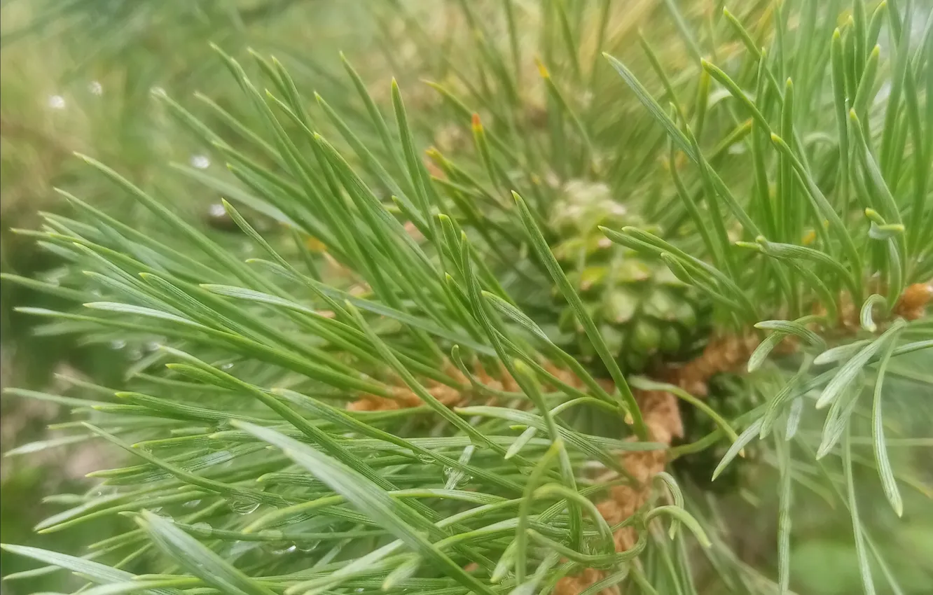 Wallpaper spruce, Trees, tree, bump, knobble for mobile and desktop ...