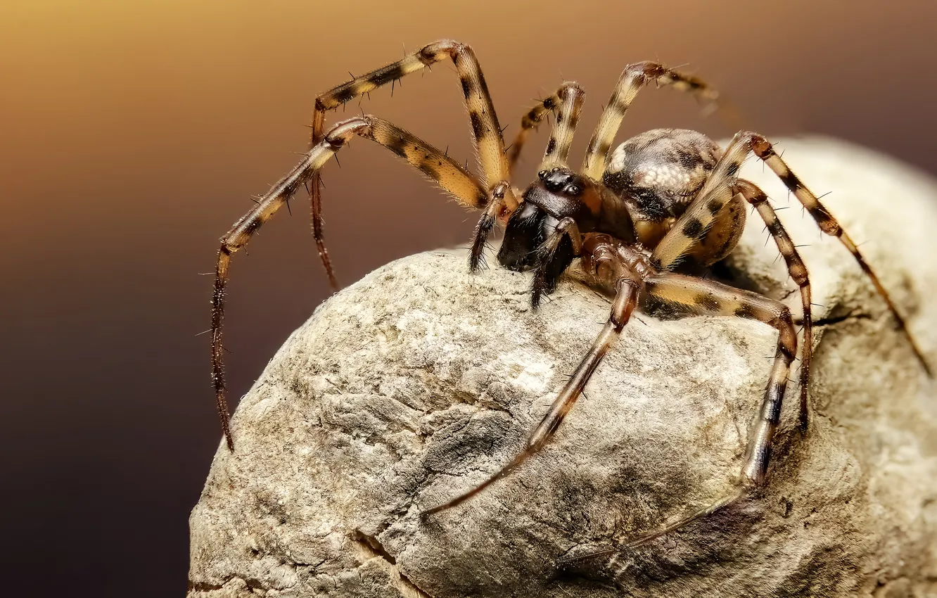 Wallpaper spider, legs, stone for mobile and desktop, section макро ...