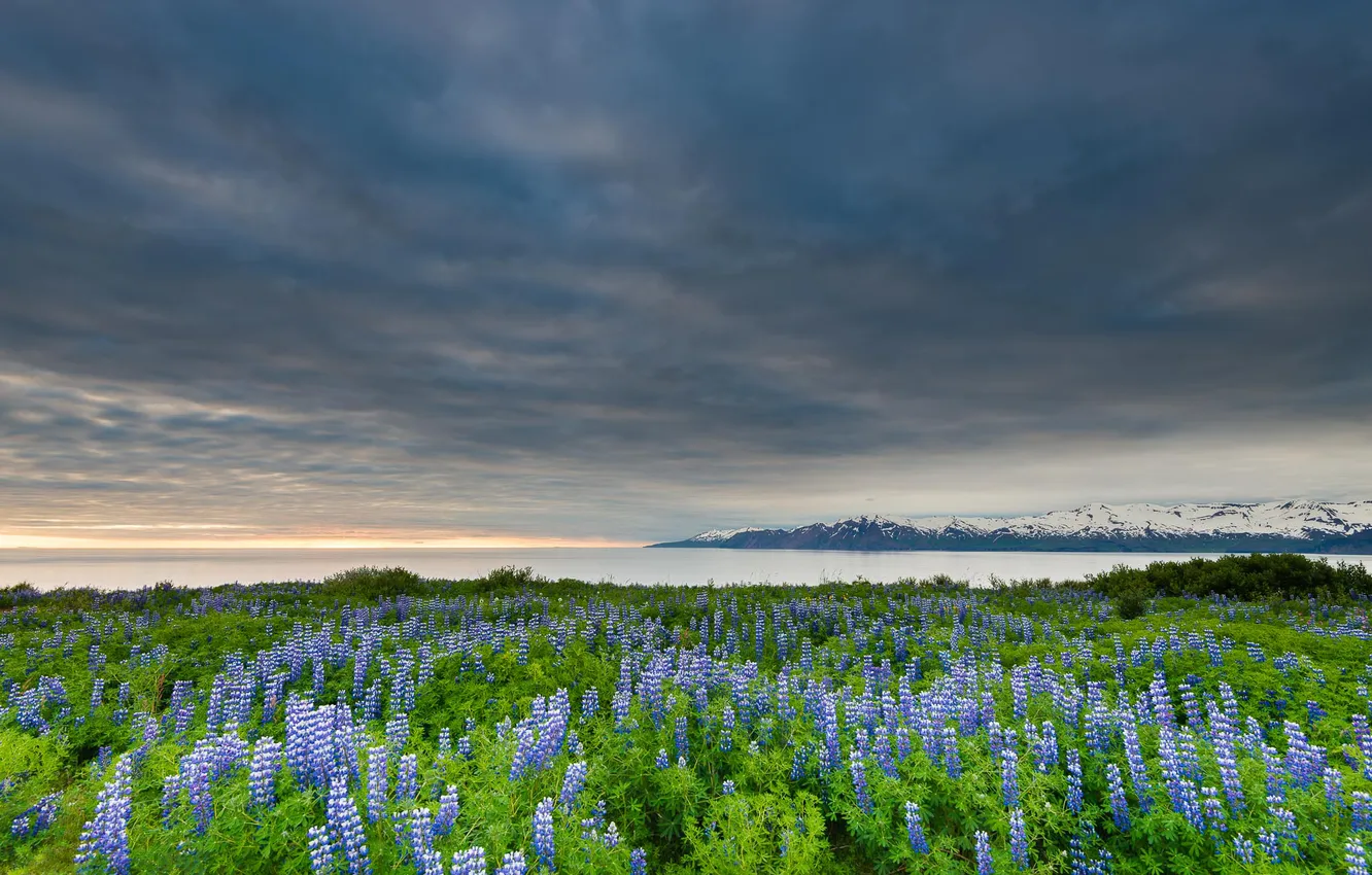 Wallpaper field, summer, the sky, clouds, snow, flowers, mountains ...