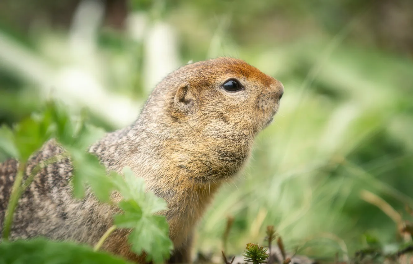 Wallpaper gopher, bokeh, rodent, American long-tailed ground squirrel for mobile and desktop ...