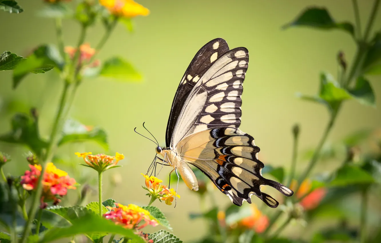 Wallpaper flowers, butterfly, wings for mobile and desktop, section ...