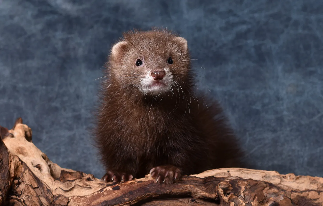 Wallpaper look, pose, portrait, legs, claws, animal, snag, grey ...