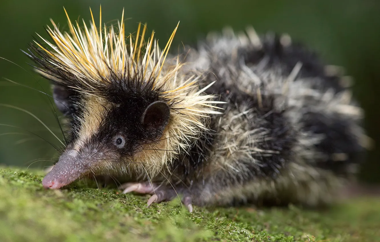 Wallpaper animals, look, barb, mammals, chord, tenrec, afrosoricida ...