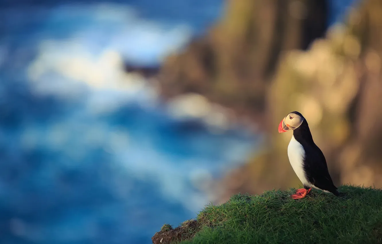 Wallpaper grass, background, bird, bokeh, Atlantic puffin, Fratercula ...