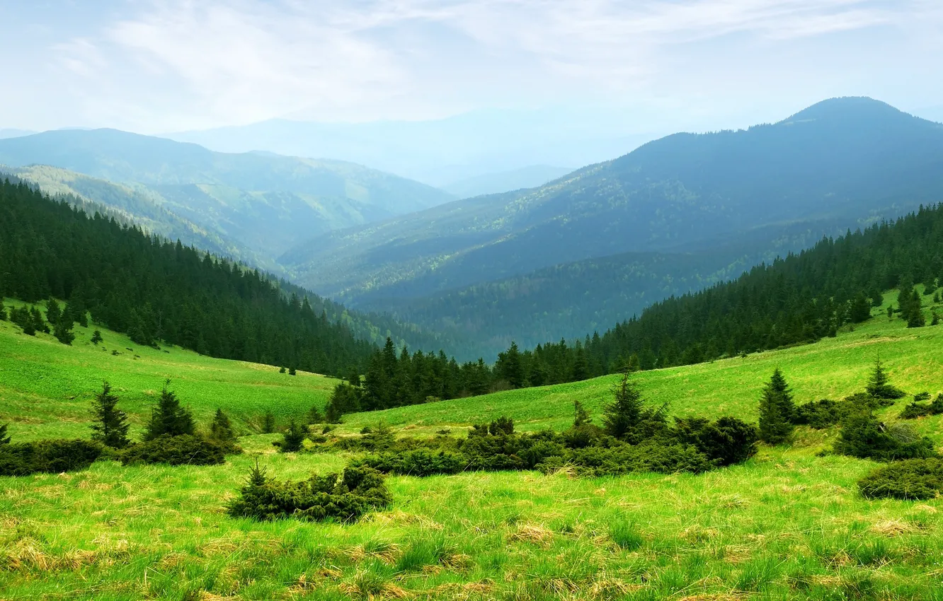 Wallpaper field, forest, mountains for mobile and desktop, section ...