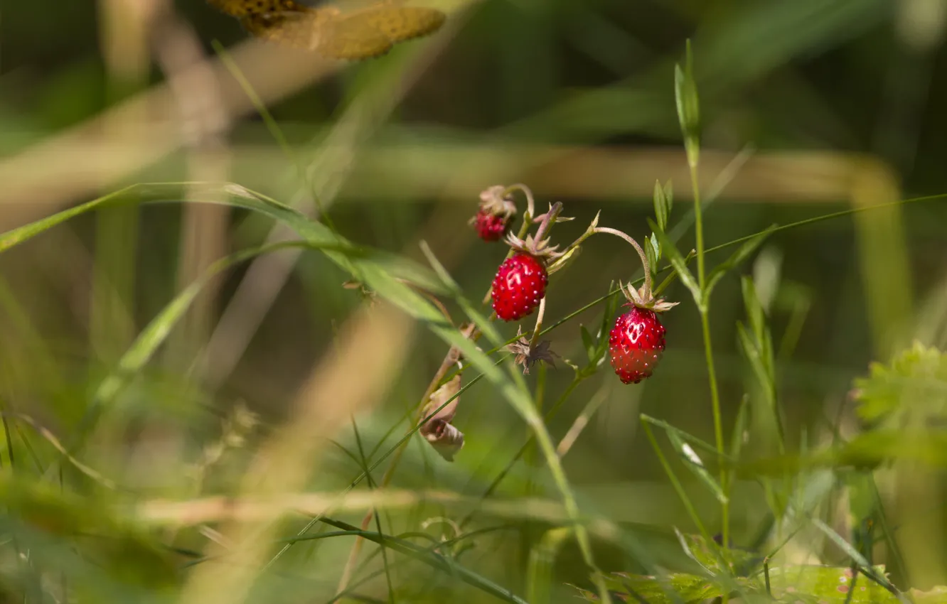 Wallpaper summer, grass, berries, strawberries, bokeh for mobile and ...