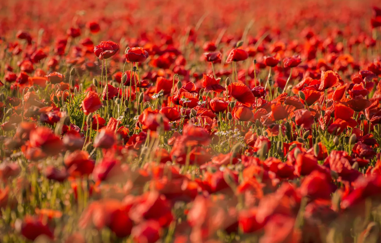 Wallpaper Flowers Maki Red Bokeh Poppy Field For Mobile And Desktop