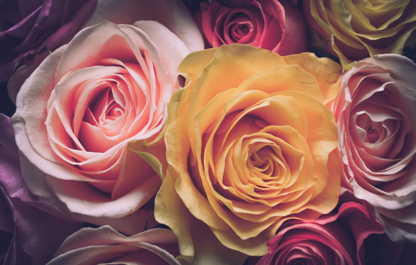 Wallpaper flowers, roses, colorful, buds for mobile and desktop ...