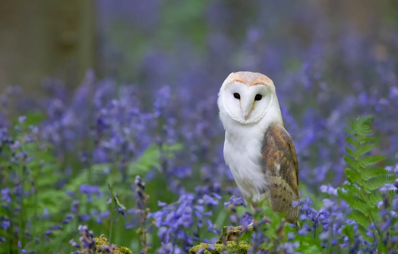 Wallpaper flowers, owl, bird, glade, lilac, the barn owl for mobile and desktop, section ...