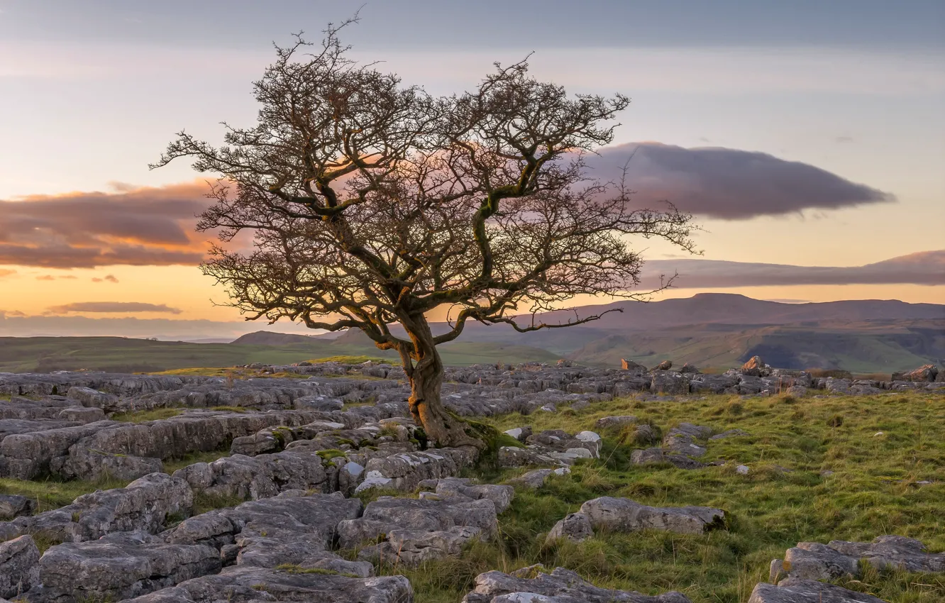 Wallpaper stones, tree, England, Winskill for mobile and desktop ...